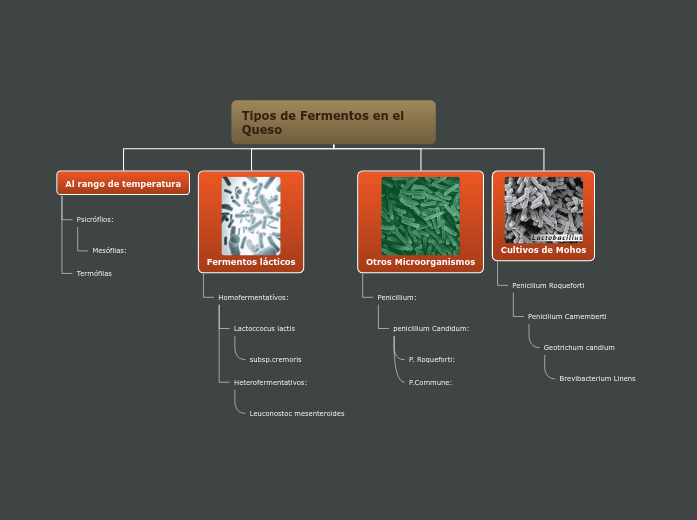 Tipos de Fermentos en el Queso - Mind Map